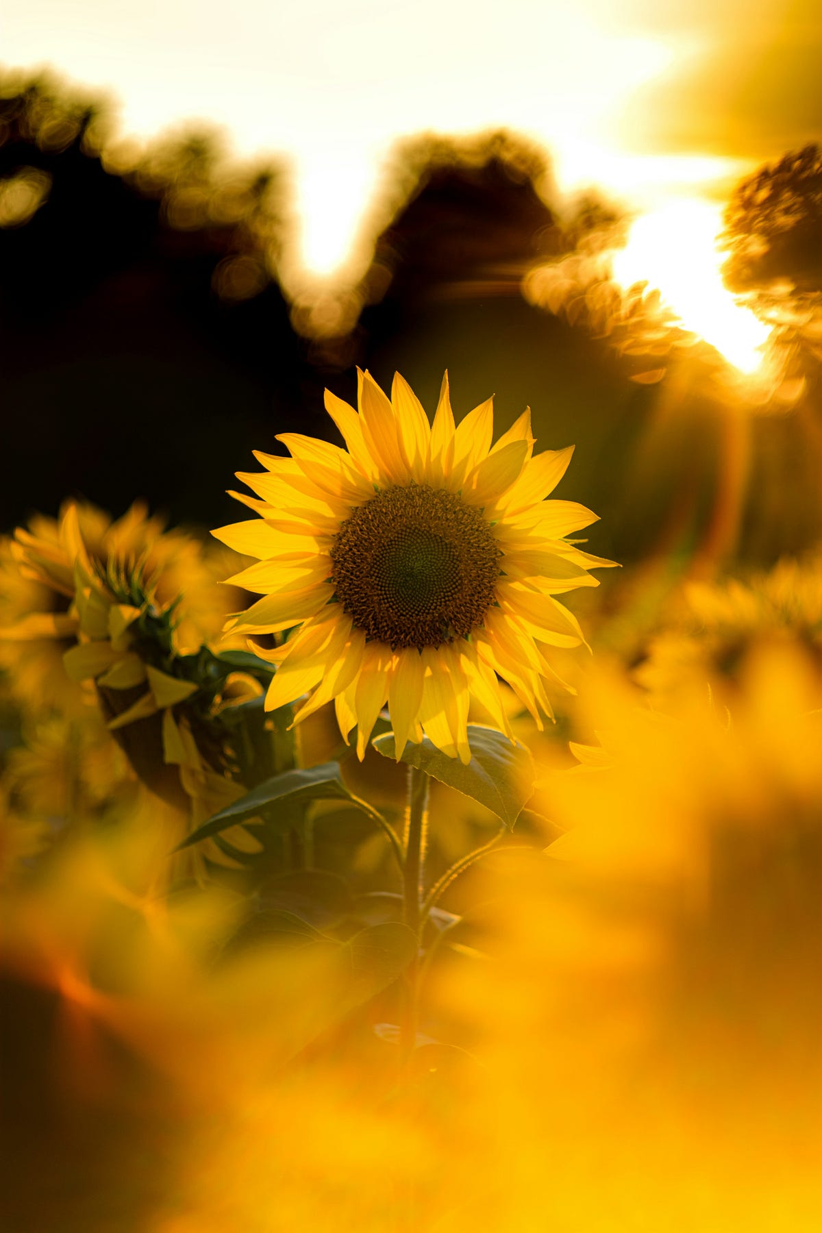 An Ode to Sunflower. My first ever poem! | by Godwin Francis | ILLUMINATION | Aug, 2025 | Medium