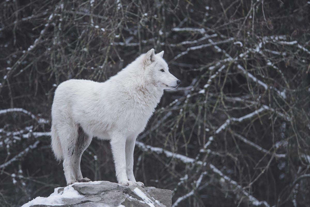 National Wolf Conversation. Discussing the values driving the… | by ...