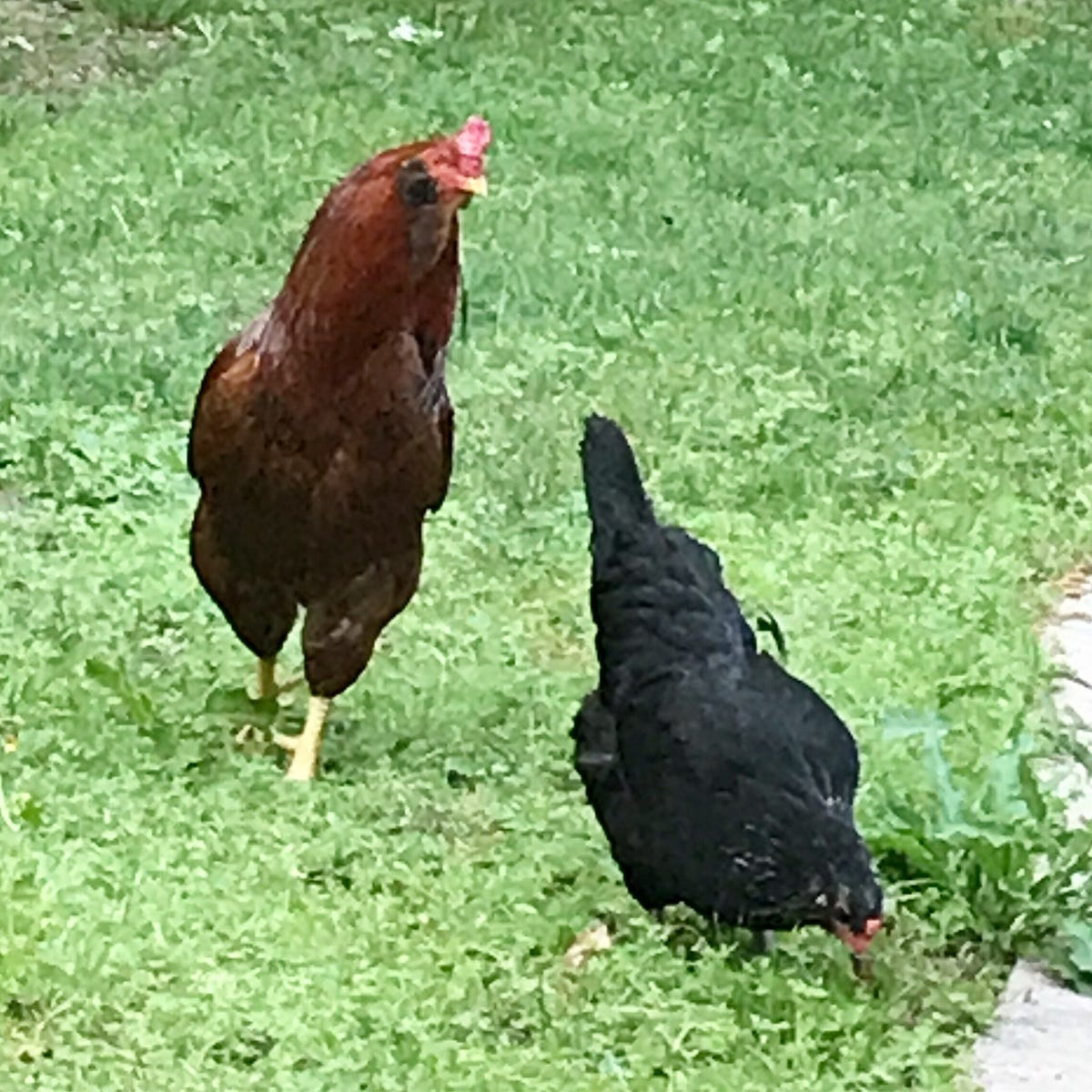 This Is a Story About Chickens. How keeping chickens nudged me toward ...