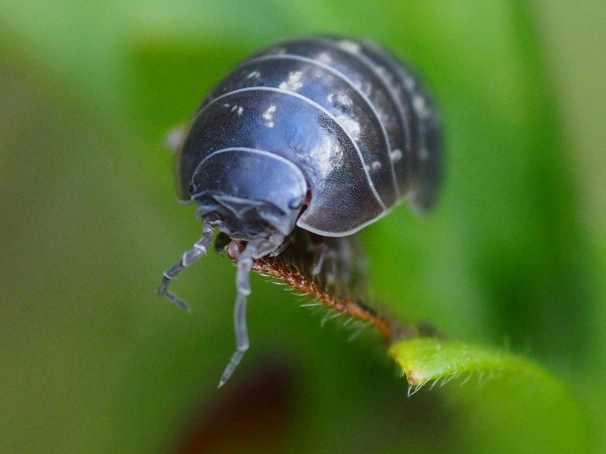 Pillbugs Play An Important “Roll” In The Ecosystem | by Susan Stoltz | Oct, 2024 | Medium