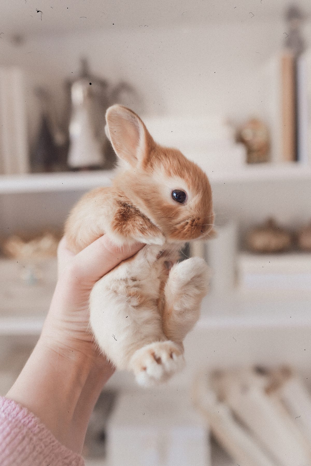 4 Wonderfully Weird Books with Rabbit Covers | by Aimee Morgan | A ...