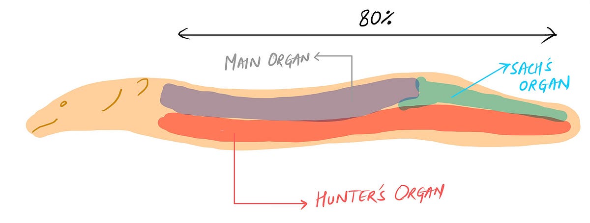 Electric Eels and Batteries. Biology of Electric Eels and how they ...