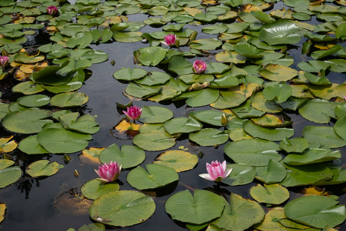Musing on Beauty - Luana Nemteanu - Medium
