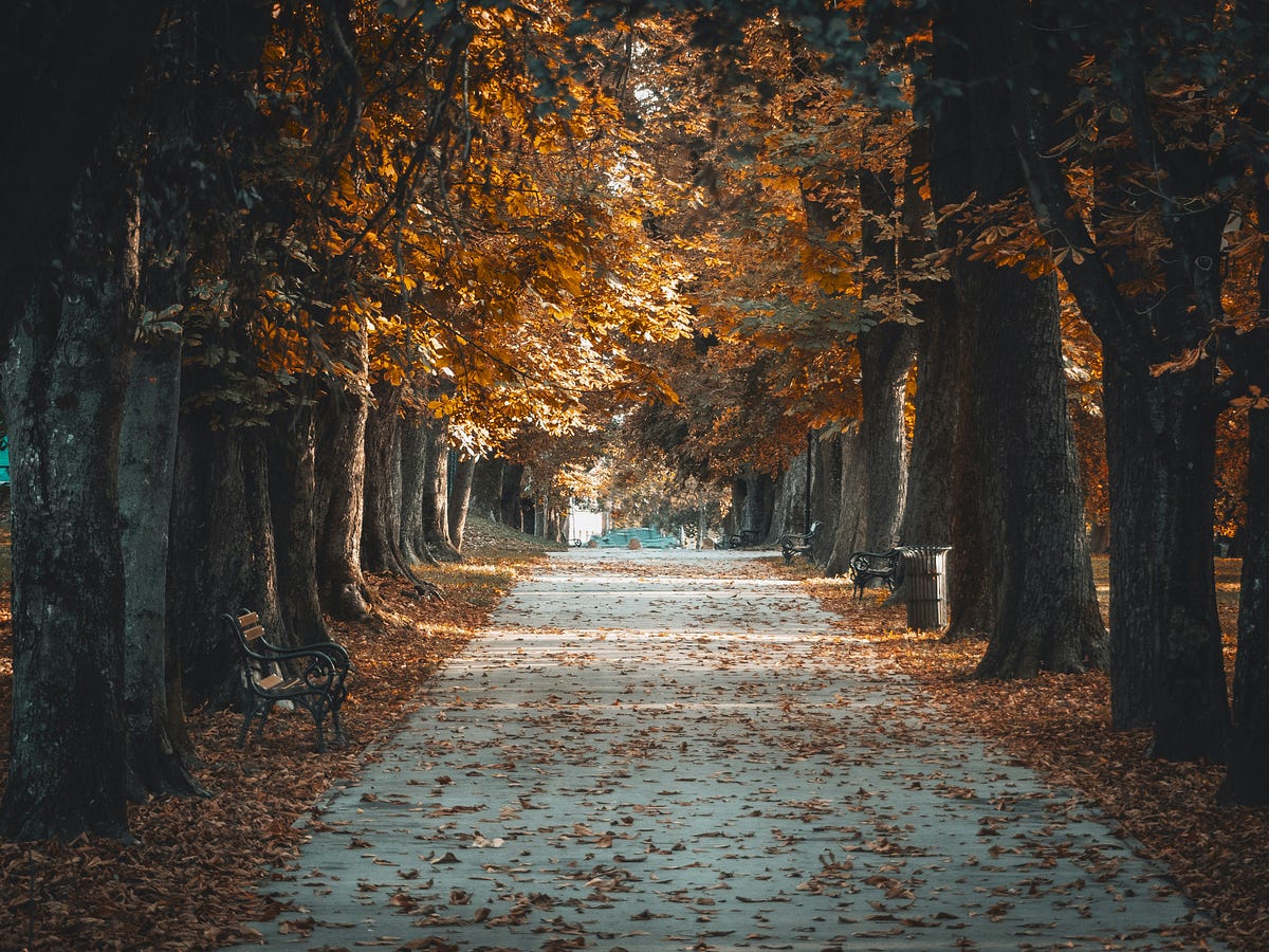 Mastering Git: Essential Commands and Workflows for Daily Use | by ...