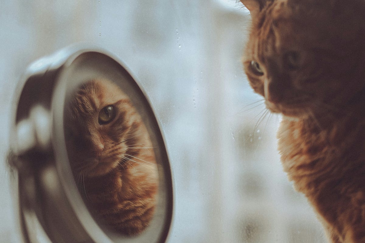 How Do You See Yourself?. Your life is the best education for… | by ...