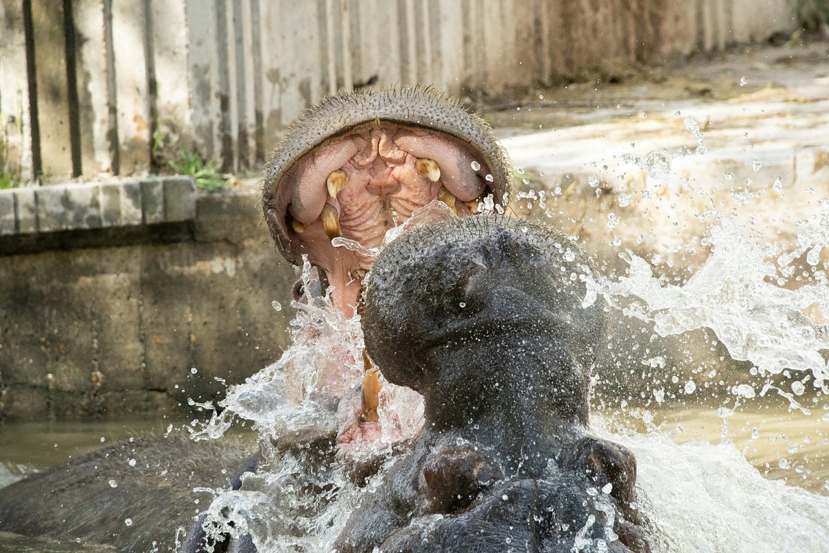 Stay Safe at the Zoo: The Top 10 Essential Tips & Guidelines | by ...