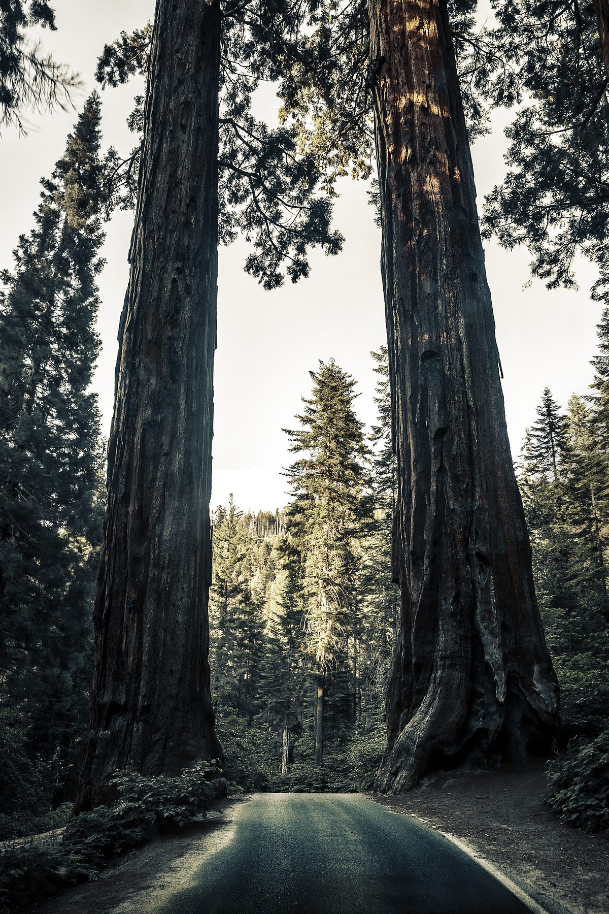 California State Tree, California Redwood | by C. L. Beard | Weeds ...