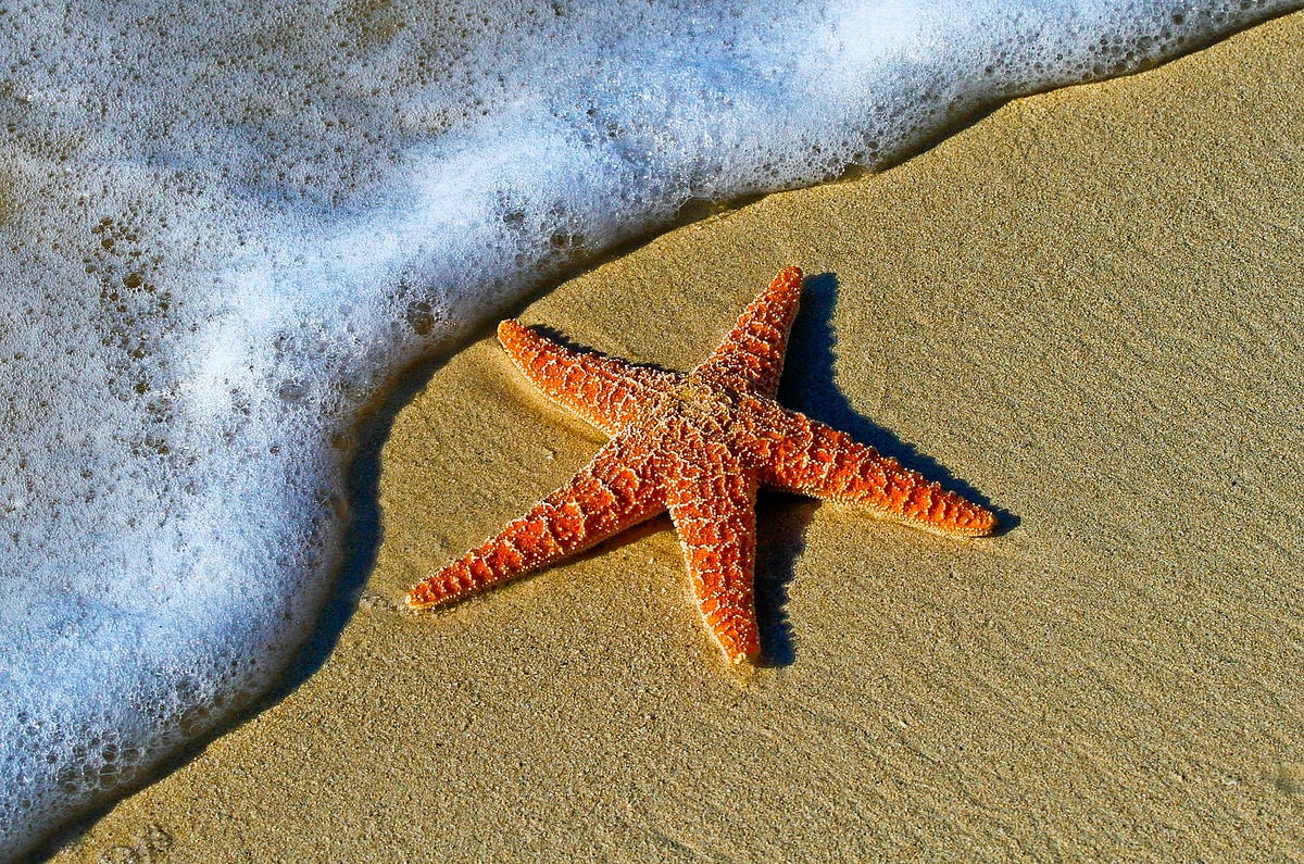 ️ Sunshine Superstar StarFish Smiling and Singing in the Sunset 亮度 ️ ️ ...