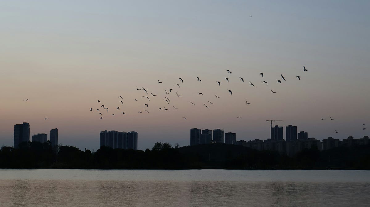 Birds Returning Home. Sometimes nature reminds us of our own… | by ...
