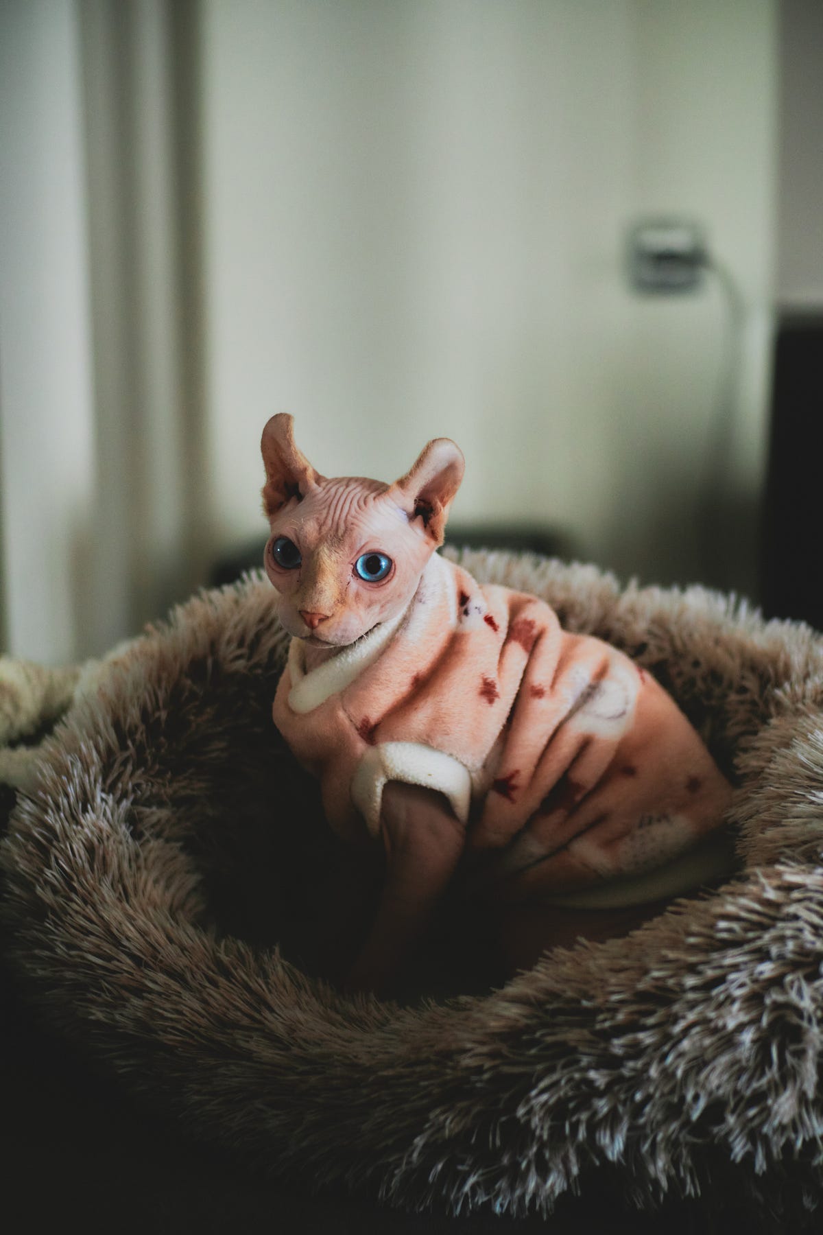 We got cat scammed. The Sphynx cat scam that got us | by Jenn Leach ...