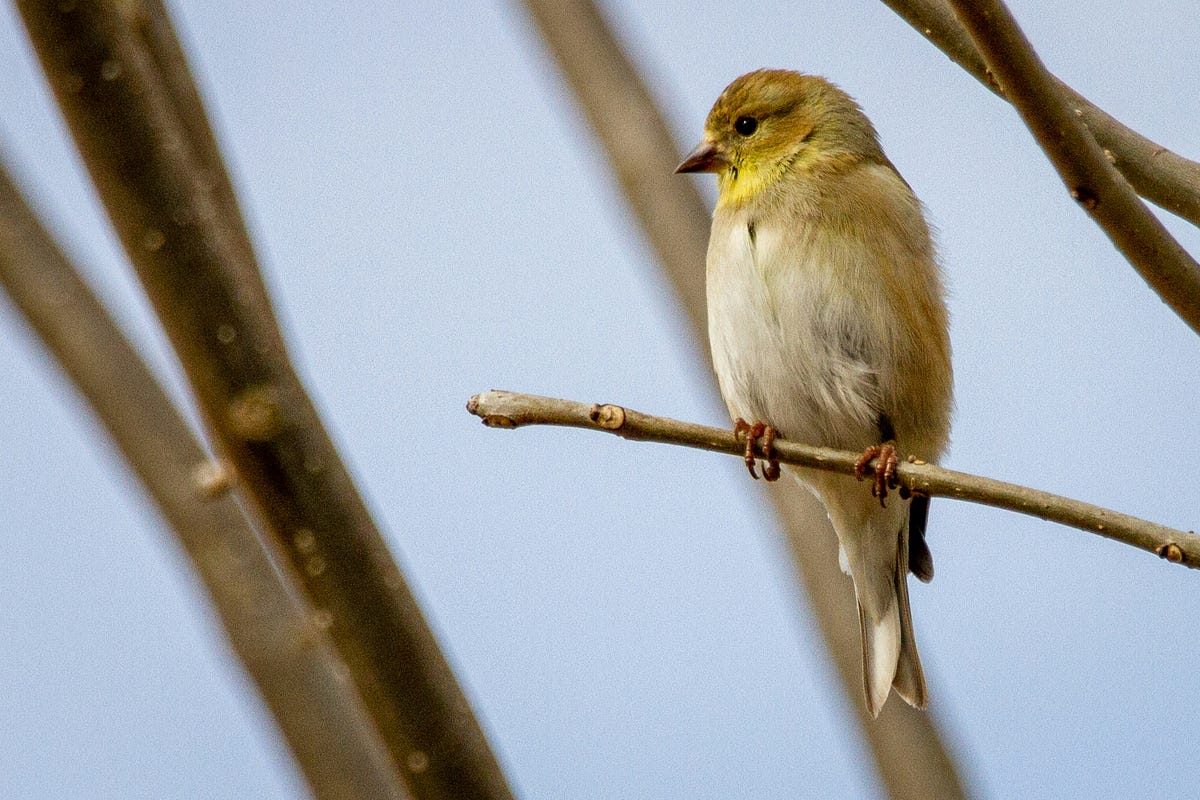 Does the Bird Trust the Branch or Its Wings? | by 1Spot | Readers Club ...