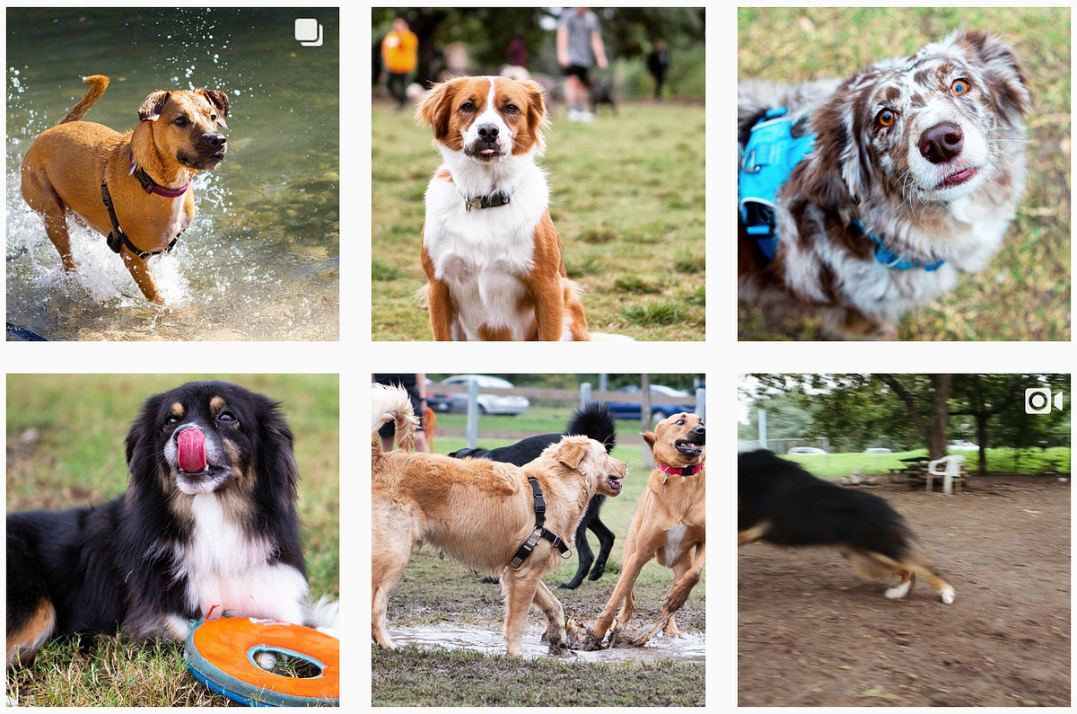 Dogs from us to you. By: Bonny Chu | by Bonny Chu | Medium