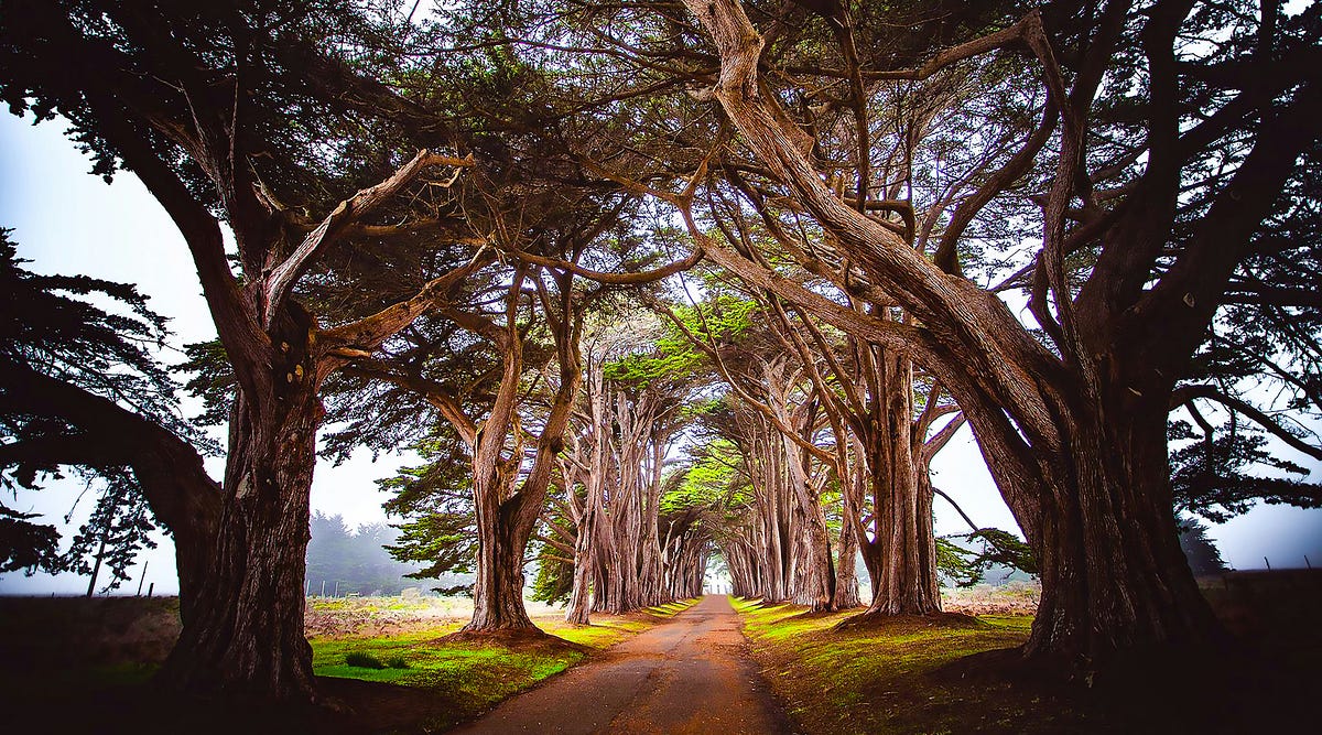 Astride the Two Realms. Tall as cypress trees | by Aaron Waddell ...
