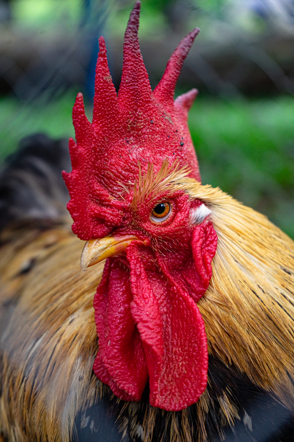 Our Depressed Rooster. Animals also have emotions. | by Syed Athar Shah ...