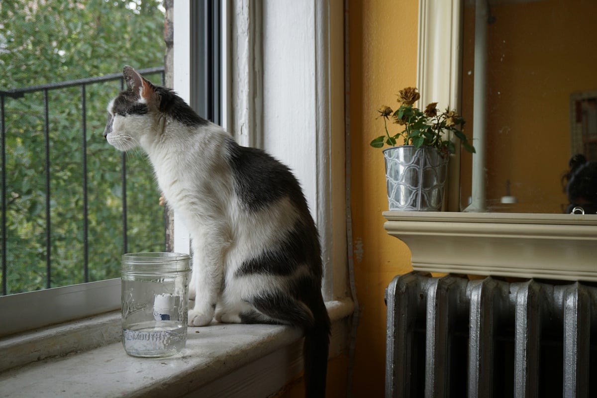 Hope, in Eleven Haiku. A poem | by Sarah Lynn Terzo | Scrittura | Nov ...