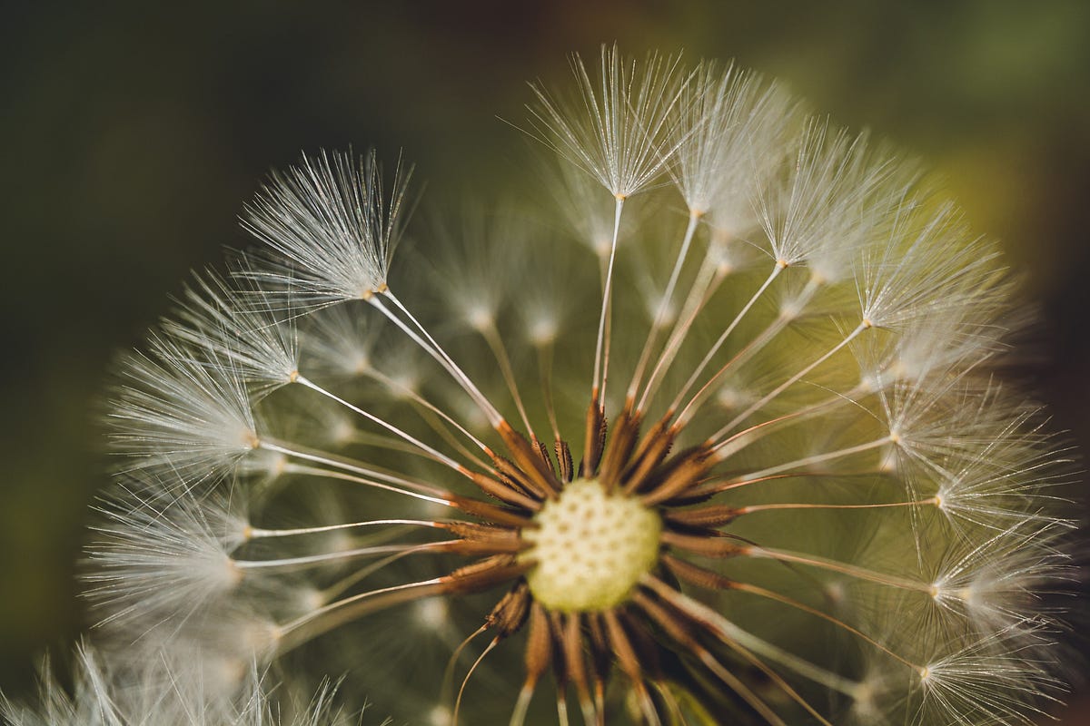 Fine - Tasha McIntosh - Medium