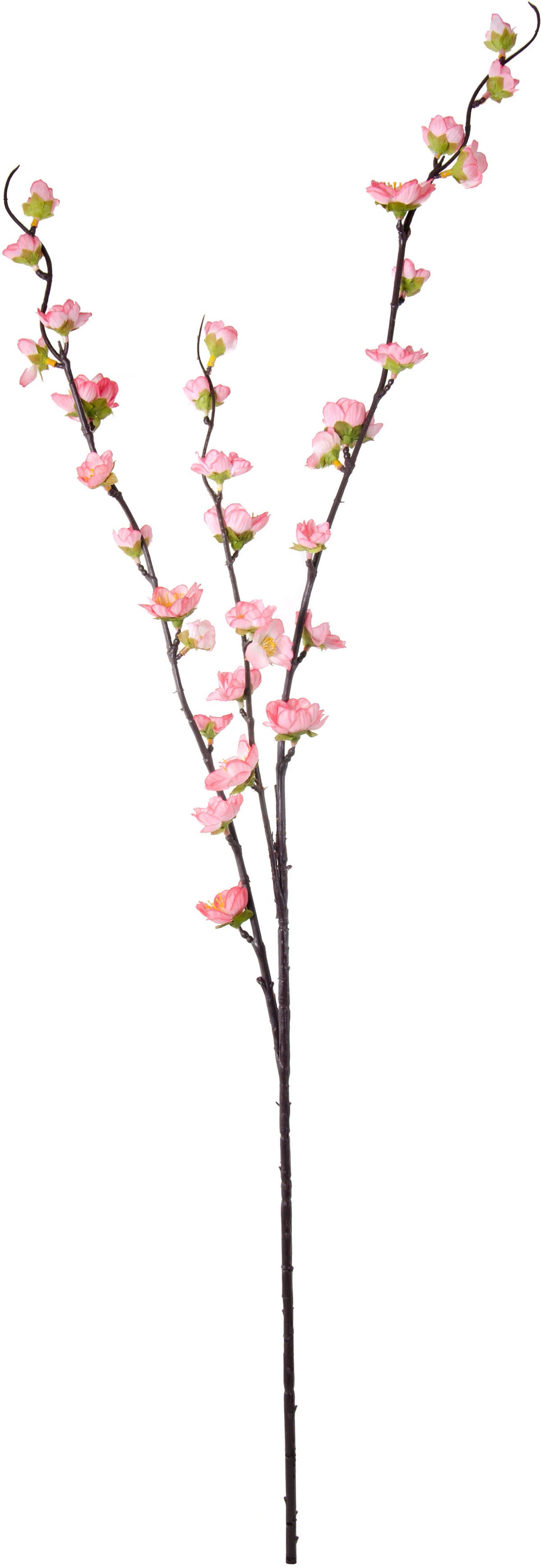 Cherry Blossom Stems | by Mary Garcia | Aug, 2024 | Medium