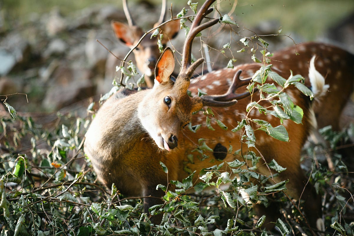 When the Words Won’t Flow. Where can I go? | by Ms. Mary Ann | Write A Catalyst | Medium