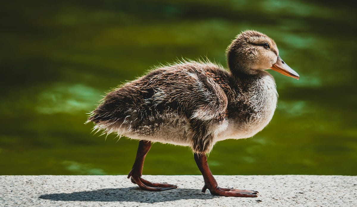 Getting Started with DuckDB🦆. This short guide walks you through the ...