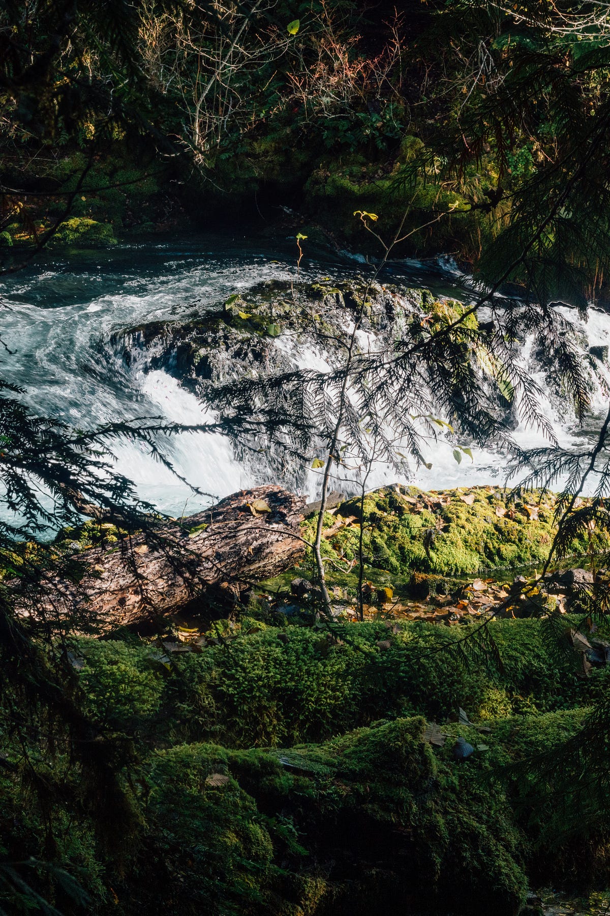 Pisces Poem. I wish I could hold everything that… | by Bob Bobbert | Medium