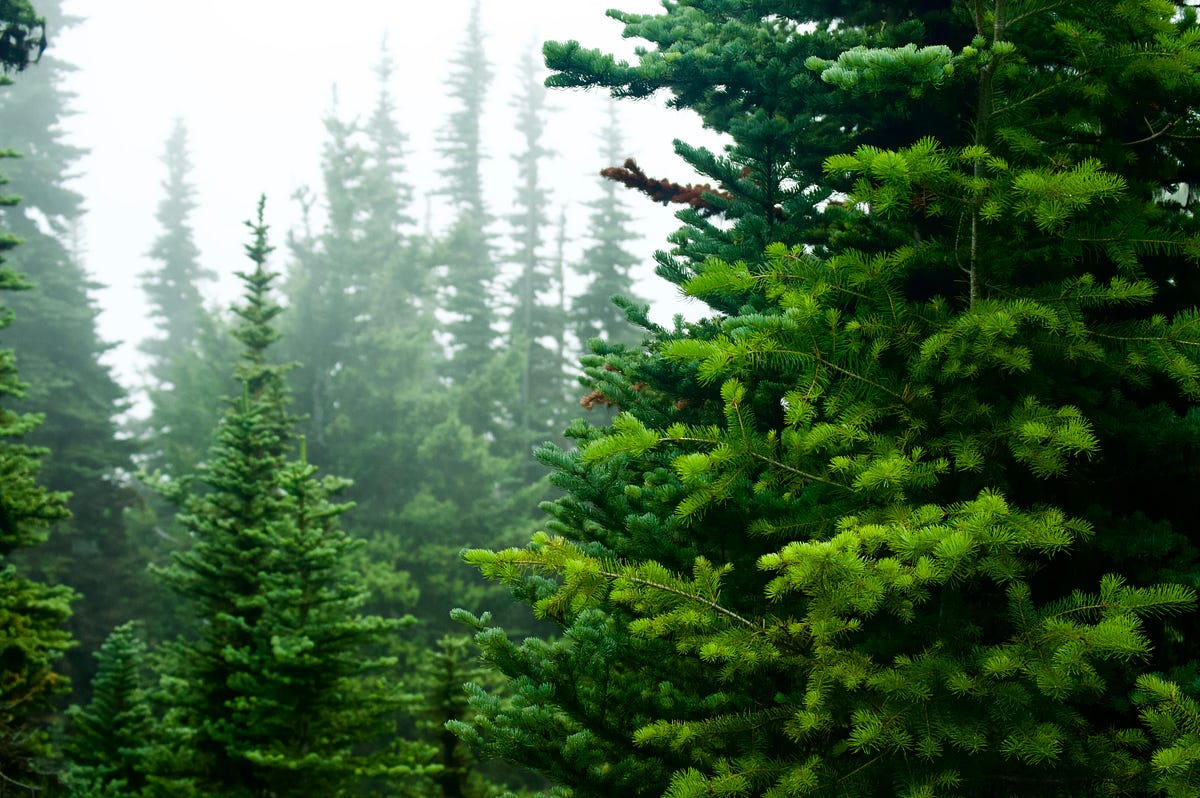 How Can EVERGREEN Stories Earn You Endless Money? | by Justiss Goode ...