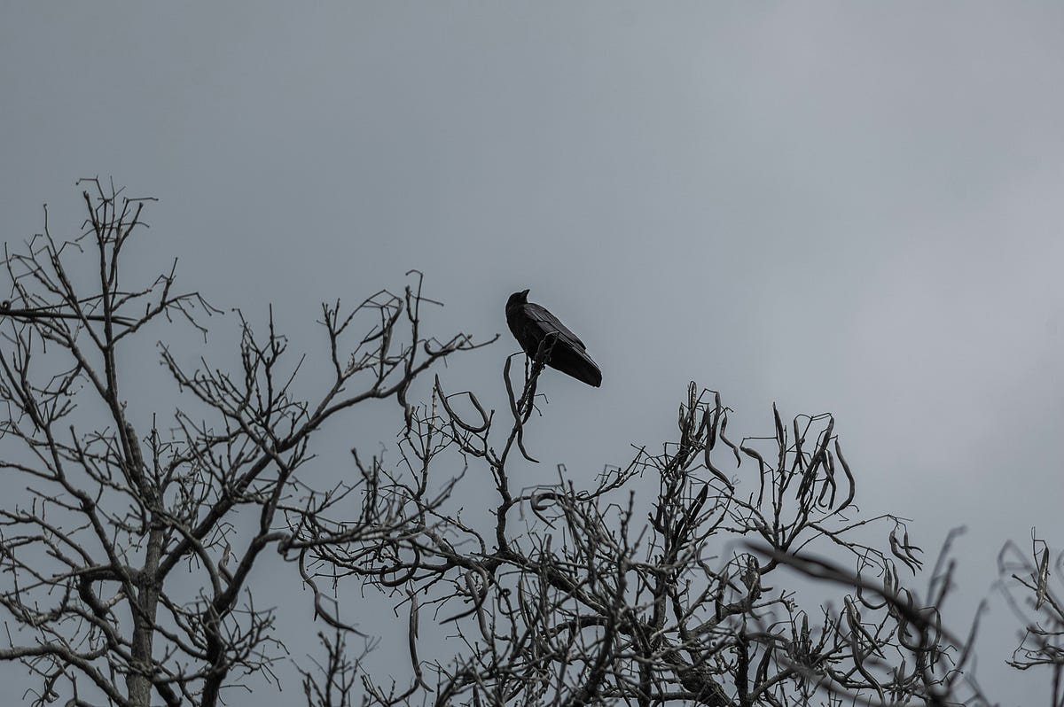 Demons in the Backyard. A poem about depression | by TzeLin Sam ...