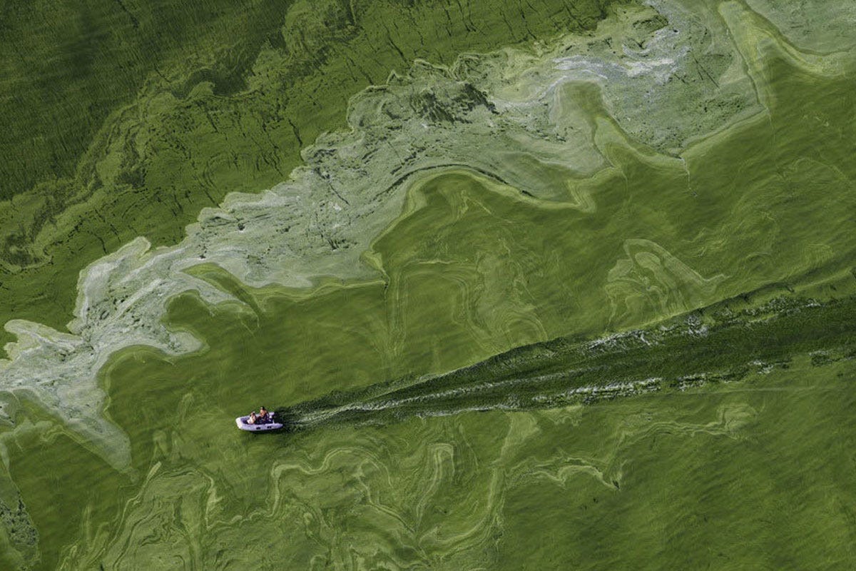 Ode to the Great Black Swamp: Lake Erie’s Toxic Algae Problem | by ...
