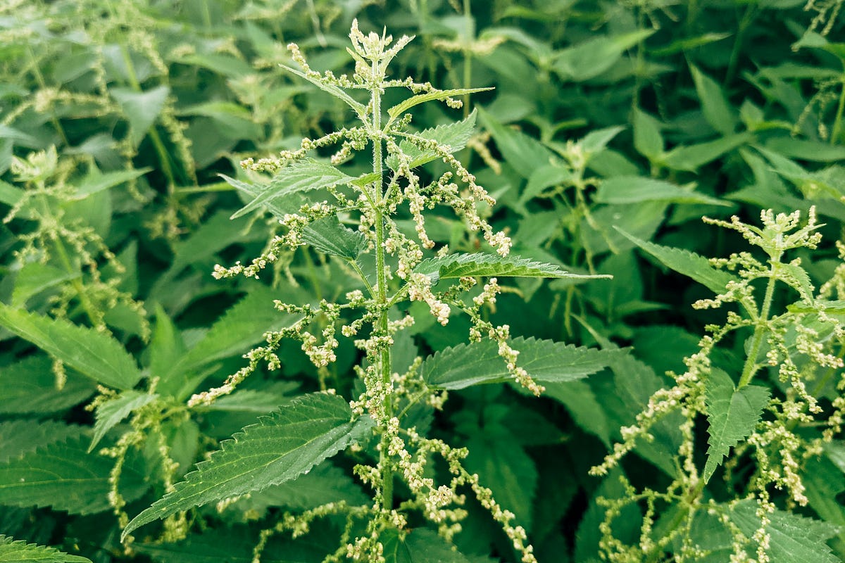Stinging Nettle. Urtica dioica | by Alex Heninger | Jun, 2024 | Medium