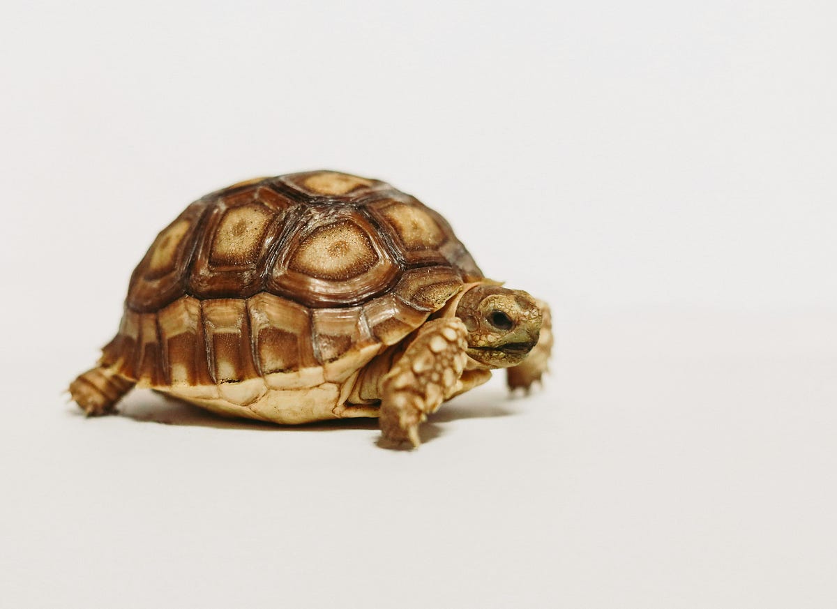 If You’ve Ever Felt Bad For Being A Slow Writer, Read This | by Margery ...