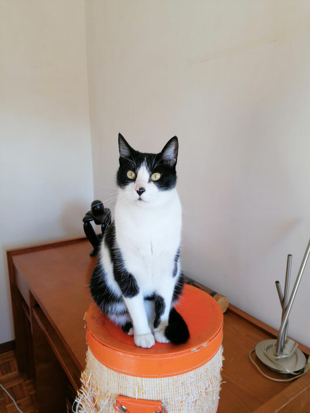 Can I Feed My Cats Baked Chicken? Expert Tips & Guidelines | by Solid ...
