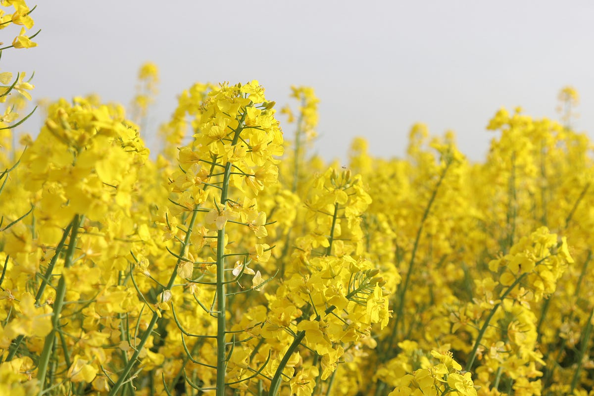FROM CONDIMENT TO CURE. UNVEILING THE HIDDEN POWER OF MUSTARD… | by RK Hans | Feb, 2024 | Medium