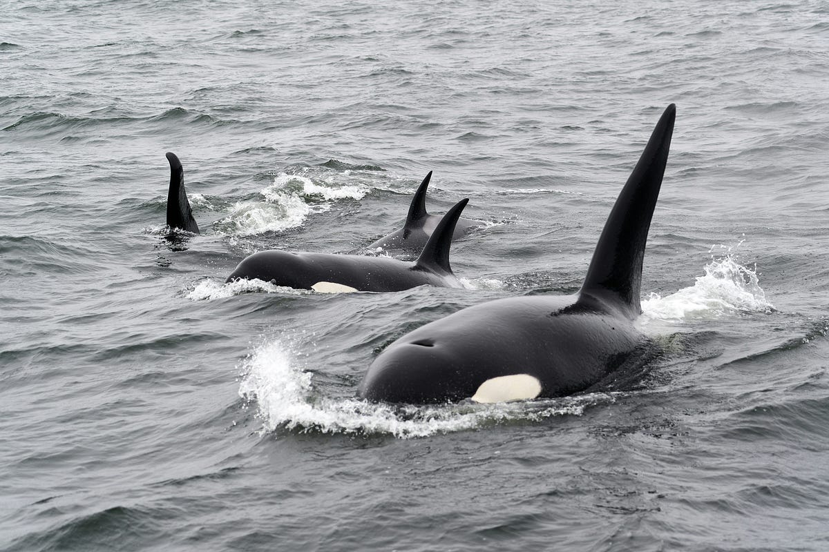 Self-Harming, Death, And Stress In Captive-Orcas: A Scientific Review ...
