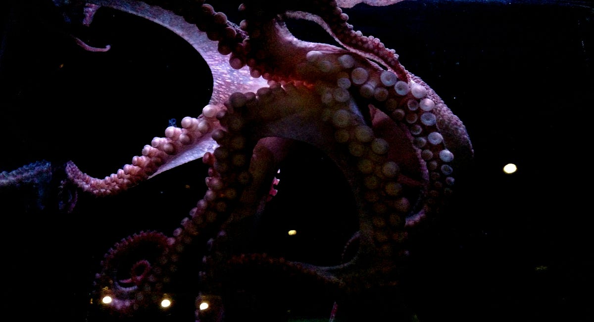 5 Terrifying Deep-Sea Creatures That Actually Exist | by Worthy Things ...