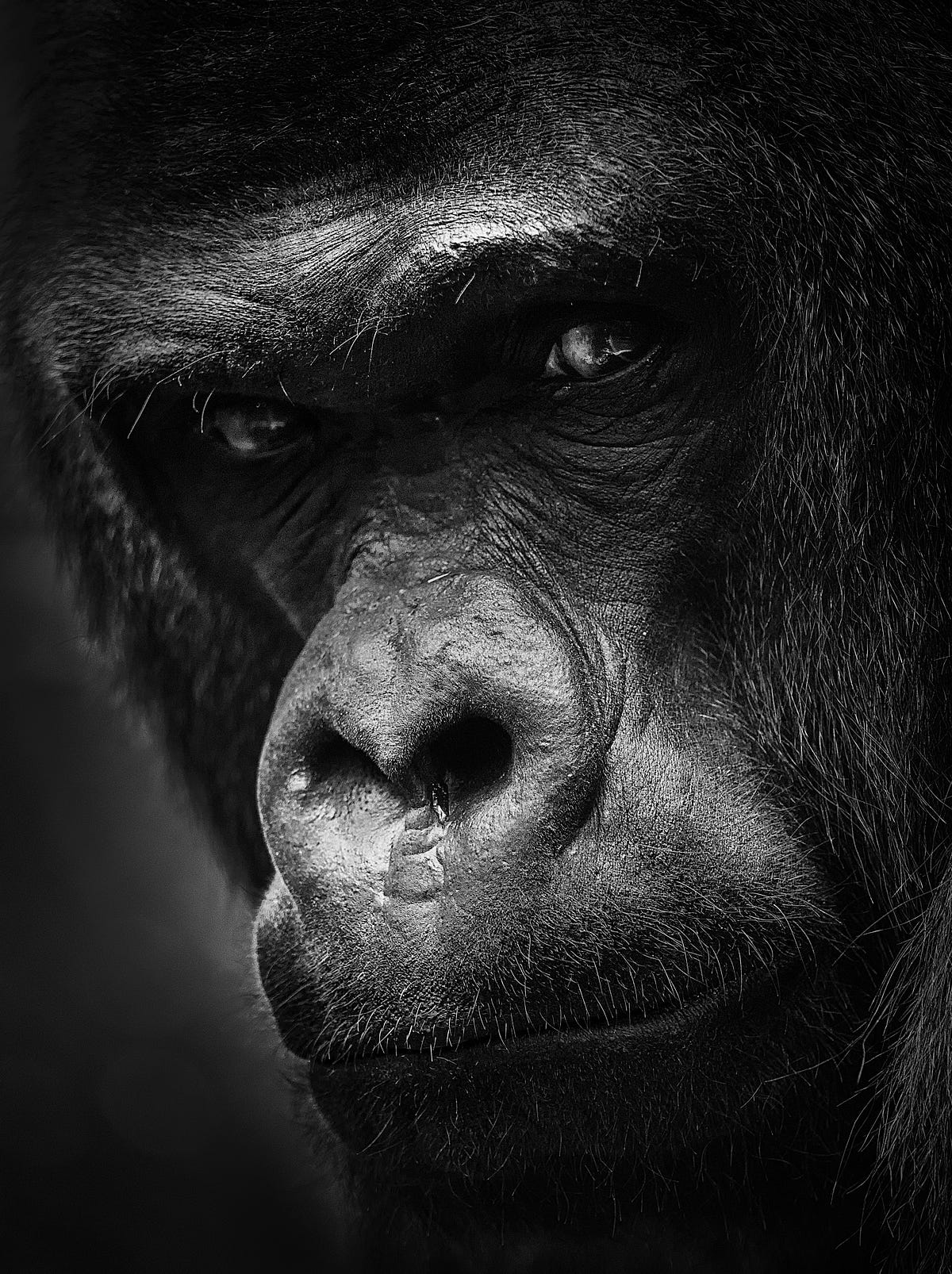Ape Chaos. A short story about an ape who wanted… | by Ruler Of ...