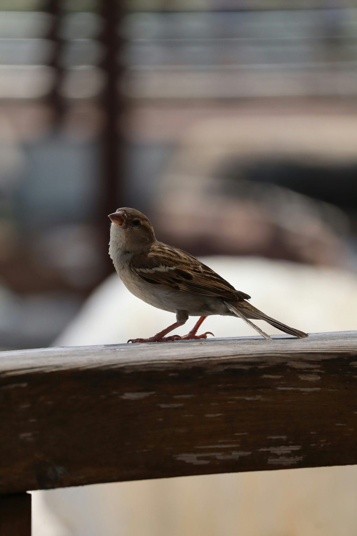 Sparrow on my Window Sill. Celebrating connection with nature | by ...