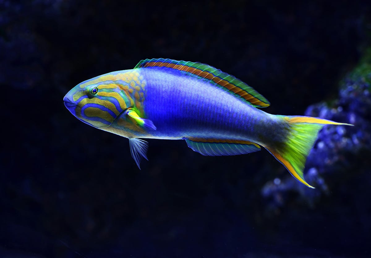Humans Will Soon Breathe Like Fish by 2075 | by Yumi Sayumi | Write A ...