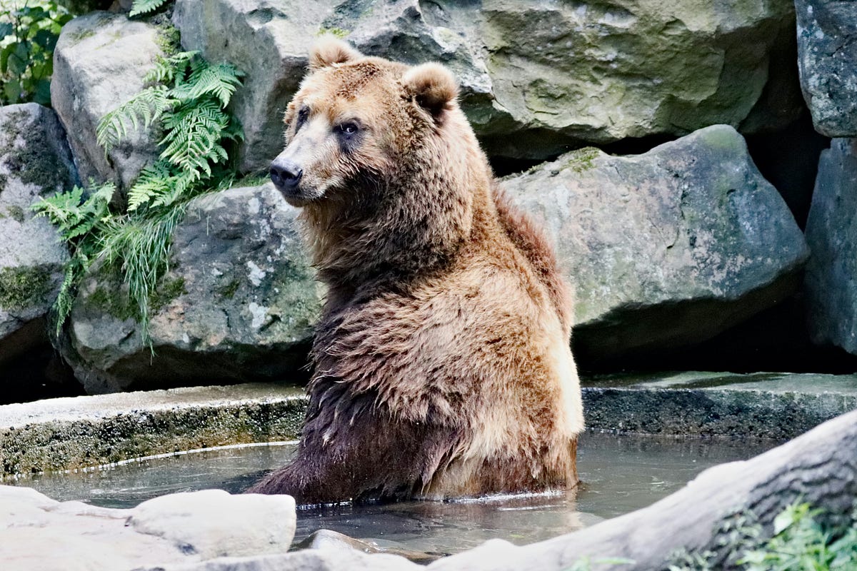 The Claw Brief: Embracing Bear Attributes for a Positive Mindset | by ...