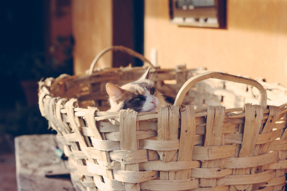 Crazy, Hazy Limericks. a tisket, a tasket, what’s in the… | by ...