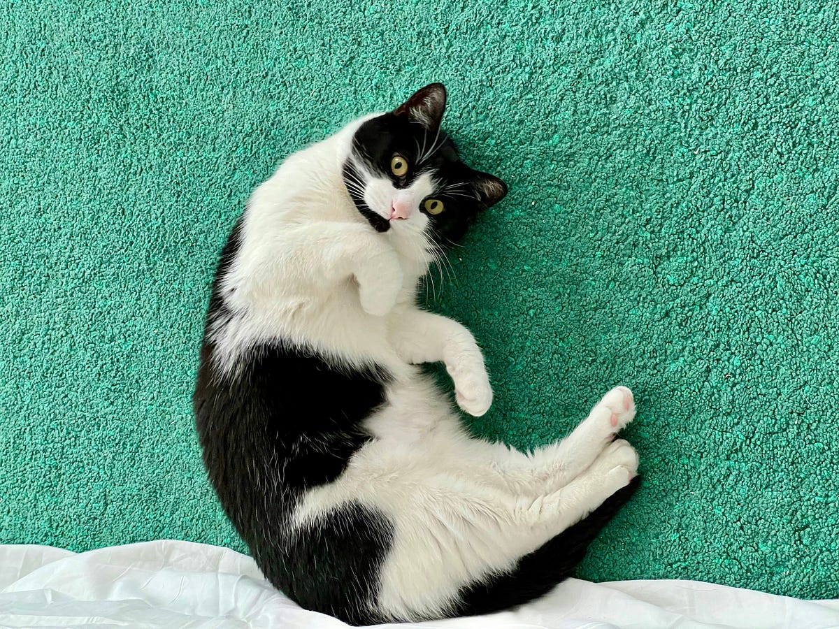 The Hidden Dangers of Cat Bites: Why They Shouldn’t Be Ignored ...