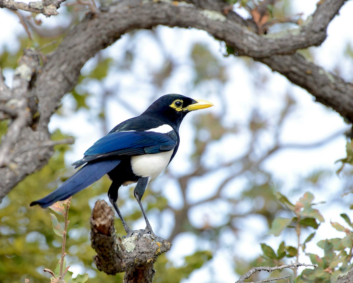 Being a Magpie — Collecting Small Kernels of Understanding | by Trisha ...