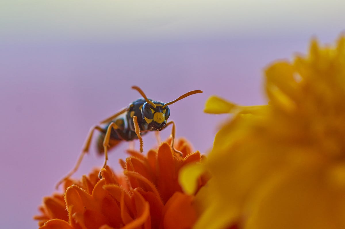Learning from the Wasp Totem: My Journey of Acceptance and Spiritual ...