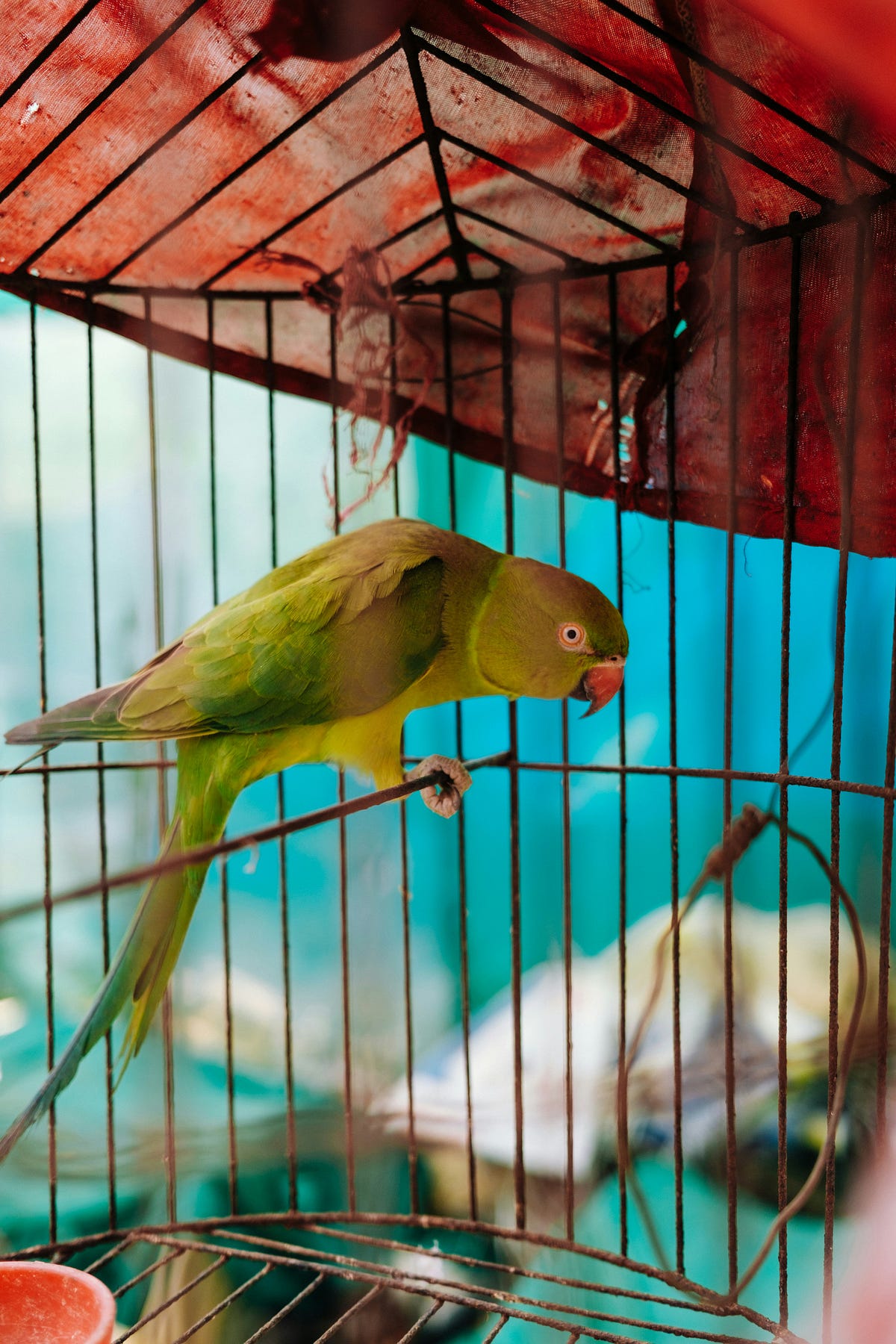 Captive Parrots. Photo by Jeswin Thomas on Unsplash | by Syed Saleem | The Love Pub | Aug, 2024 ...