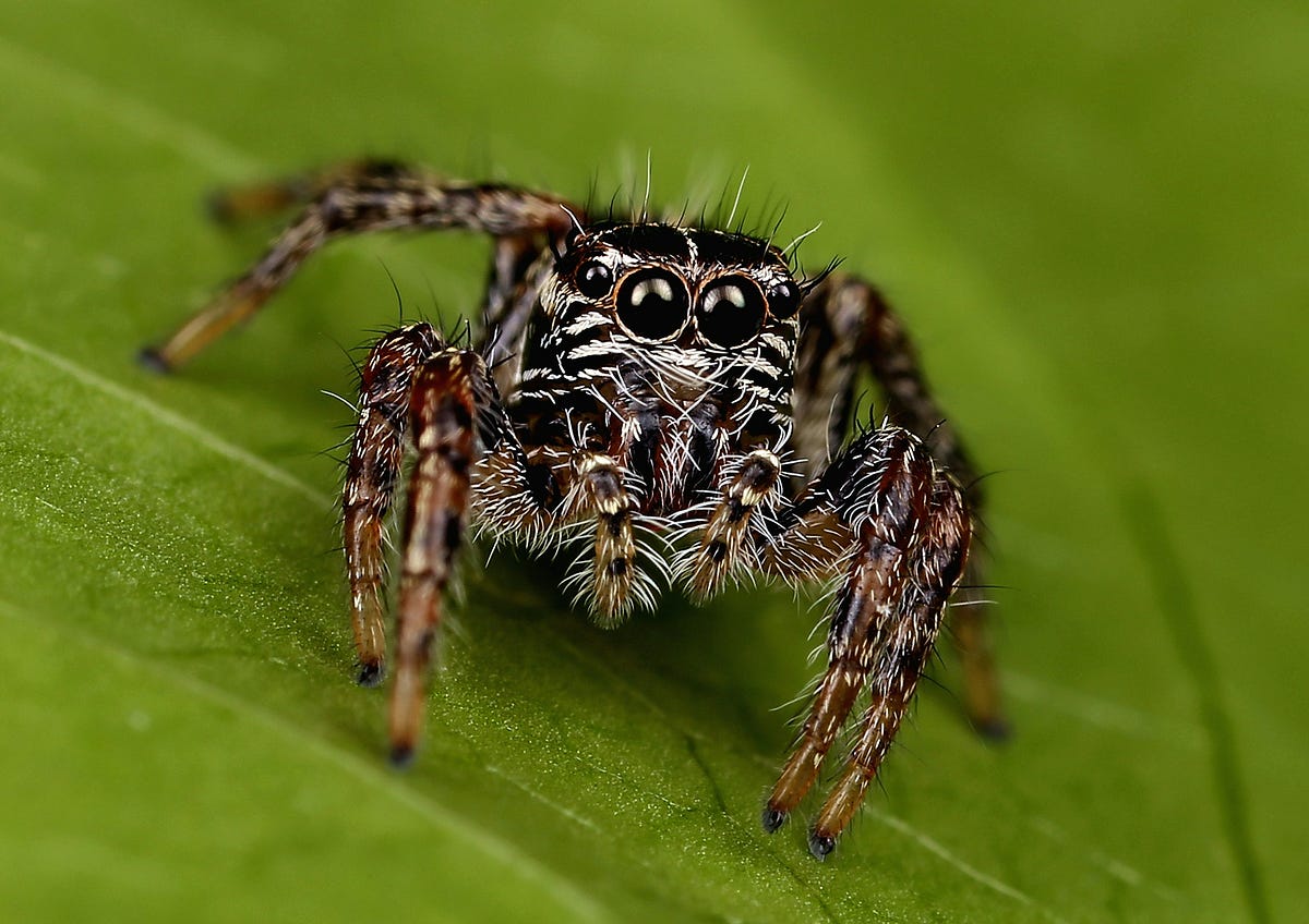 The Insane Intelligence Of Jumping Spiders That Will Make You ...