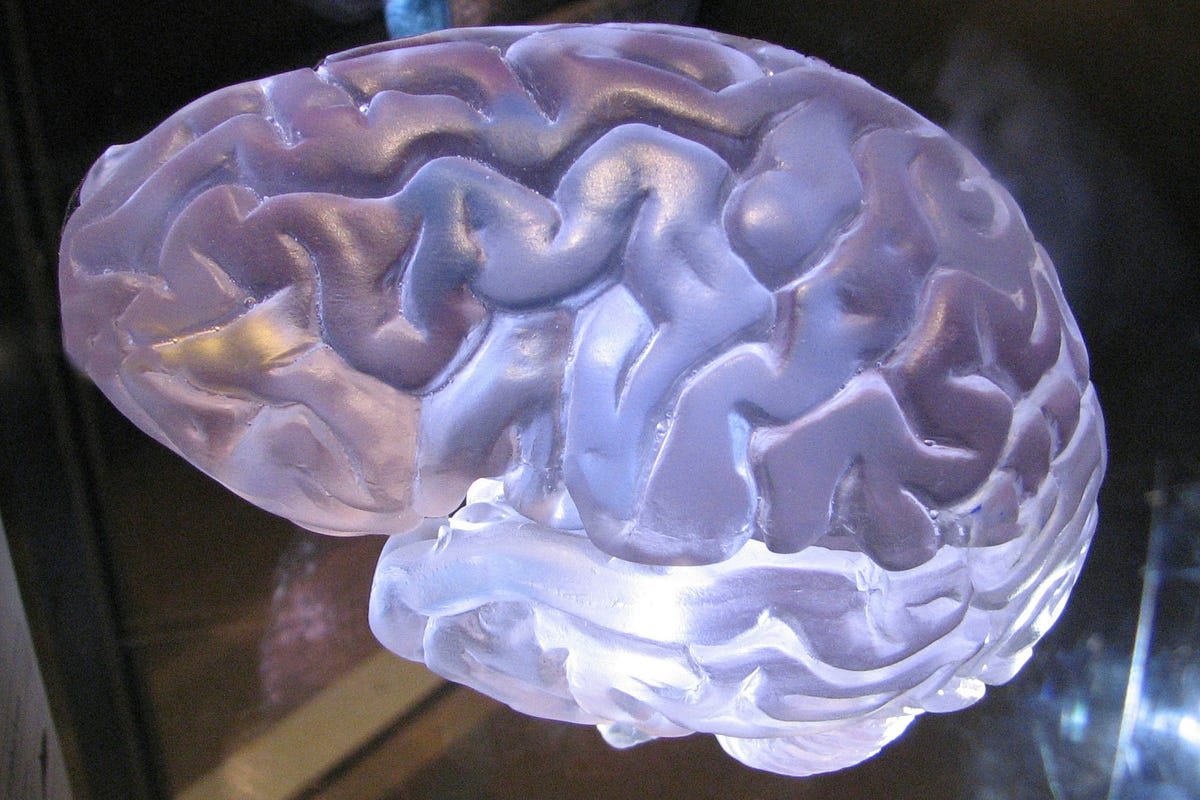 Did You Know... That the Brain Is the Fattiest Organ in the Human Body ...