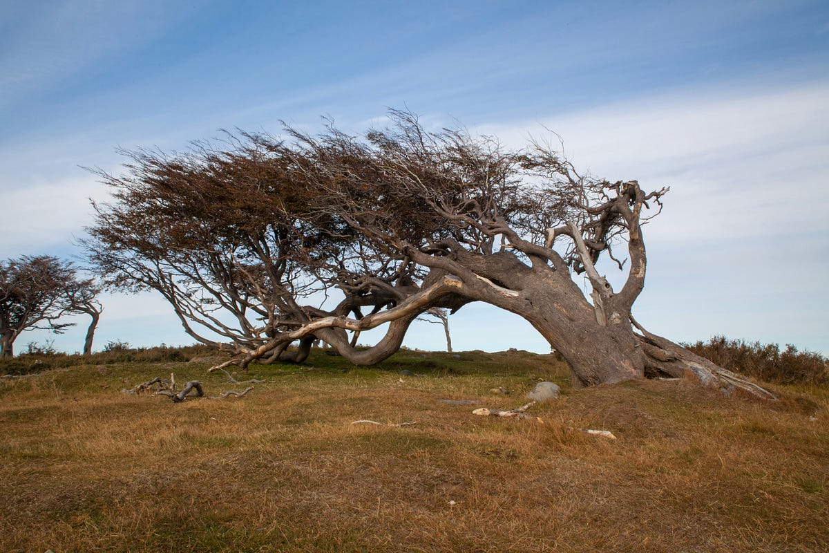 The Wing of Earth. A poem of resilience and aspiration | by Matthew ...