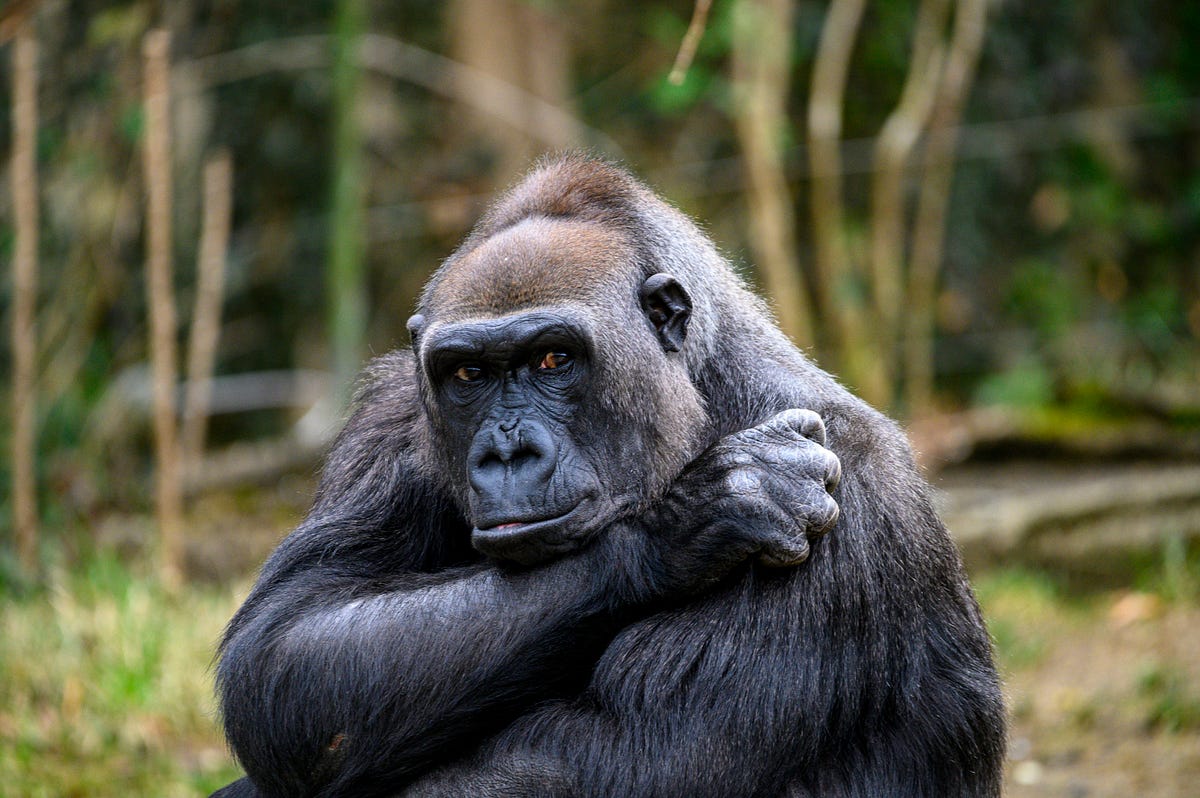 How One Ape Shaped Our Understanding of Evolution, Mind, and Culture ...