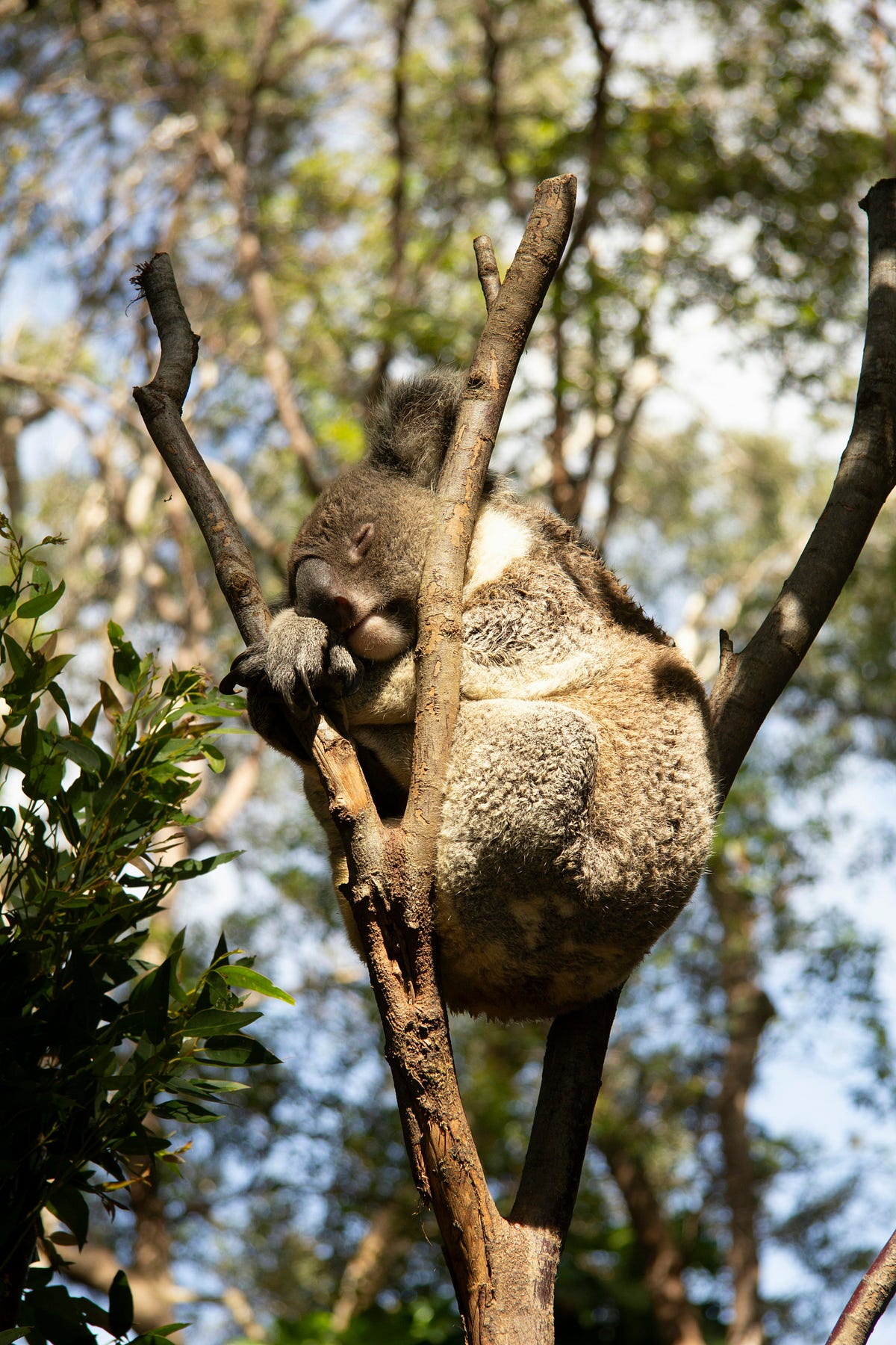 5 Hacks for Busy Koalas!. Ever envy a koala's laid-back… | by KPR | Medium
