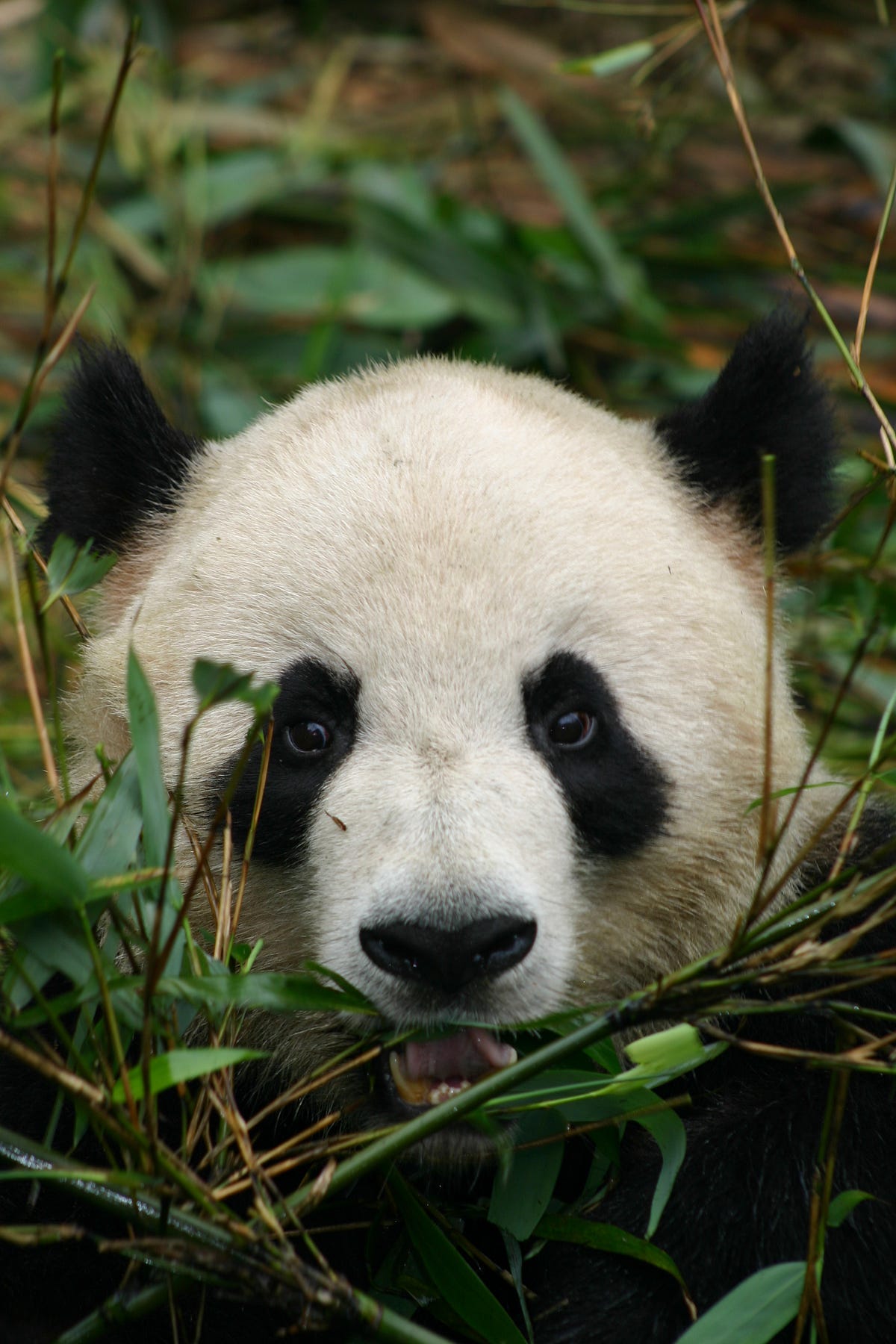 Pandas basics. Pandas is a popular data manipulation… | by Anirban ...