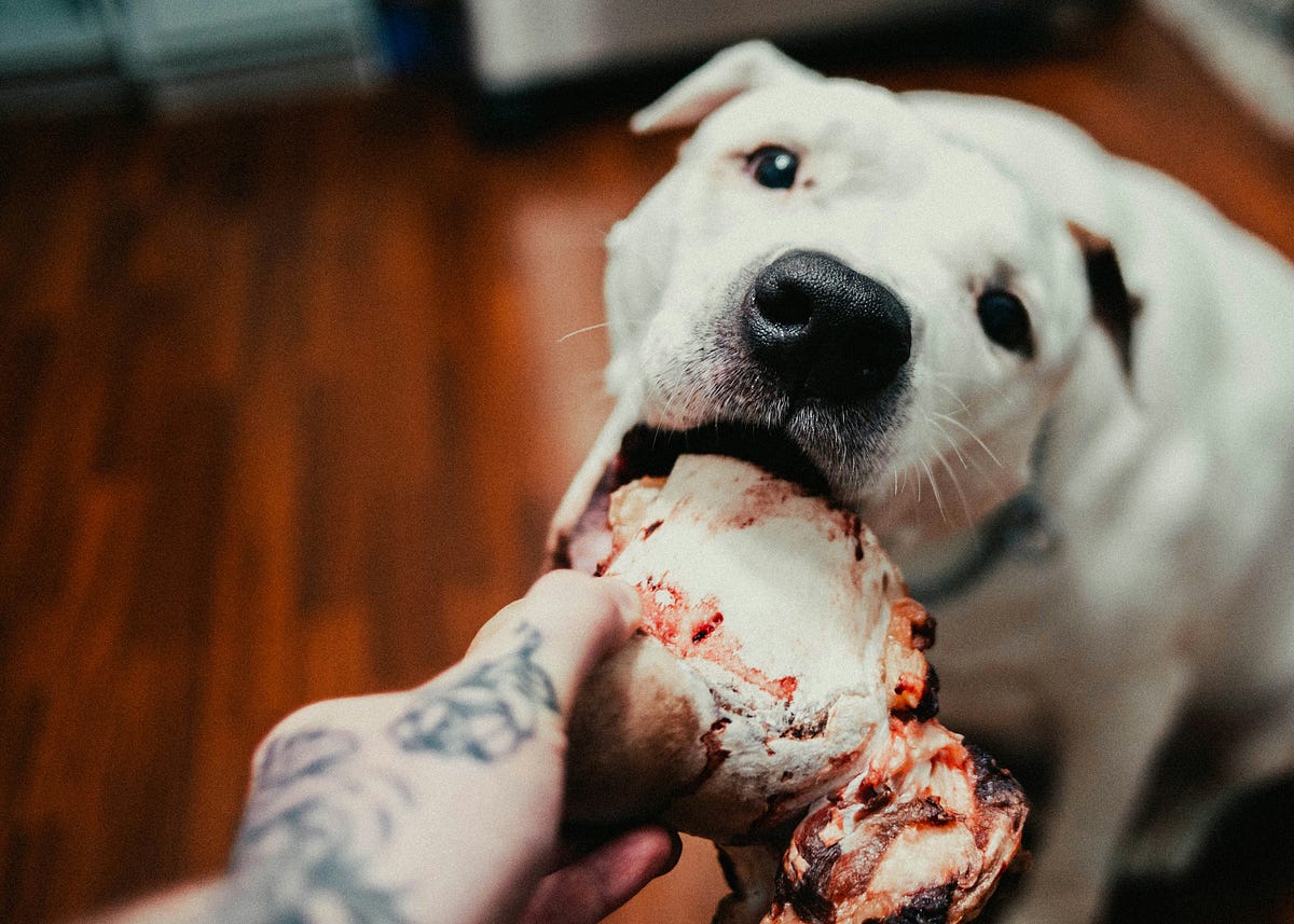 3 psychological reasons why dogs “want human food” | by Umair Writes ...