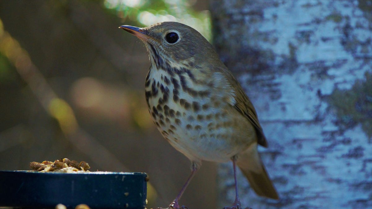 Song of the Hermit Thrush. A quiet poet’s melancholy anthem | by ...